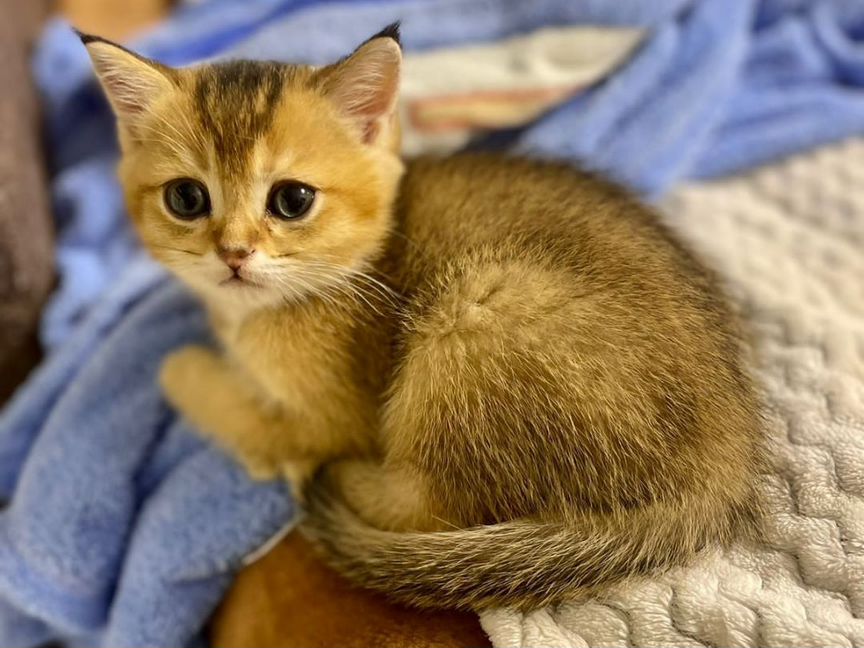 Котята британской золотой шиншиллы