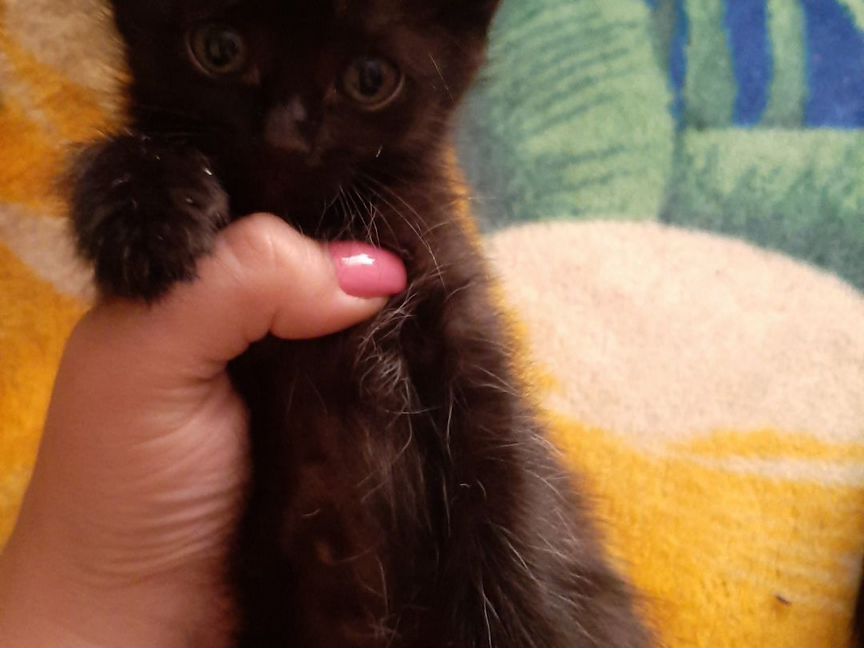 Котята в дар 2 вислоухих, 2 обычных