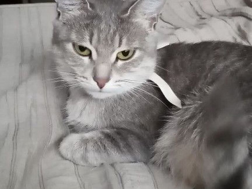 Потеряла кошку
