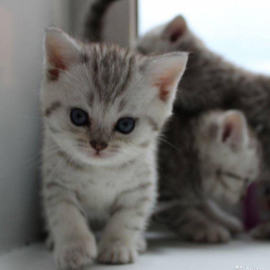 Шотландский вислоухий короткошёрстный котёнок