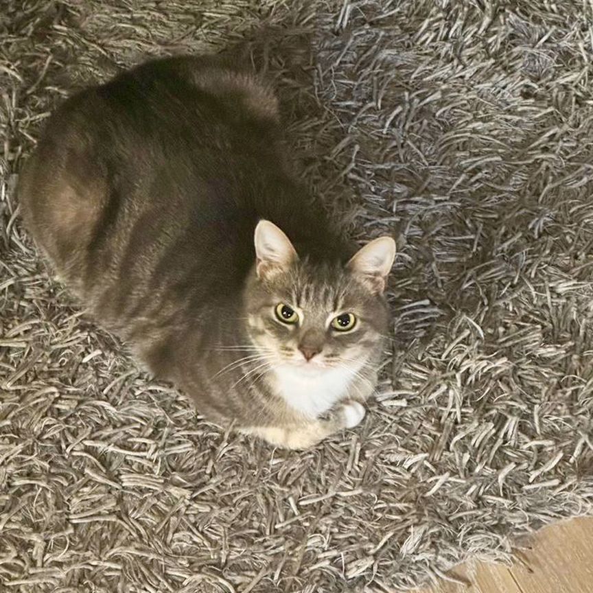 Котик в добрые руки