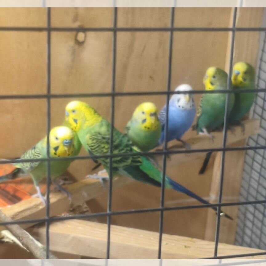 Волнистый попугай