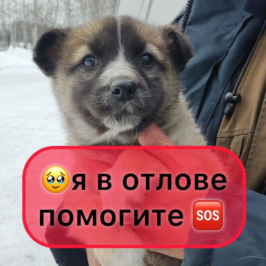У щенка мало времени нужна передержка или дом