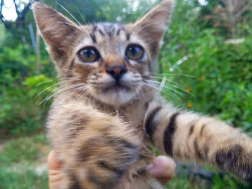 Котёнок-мальчик с тигровым окрасом
