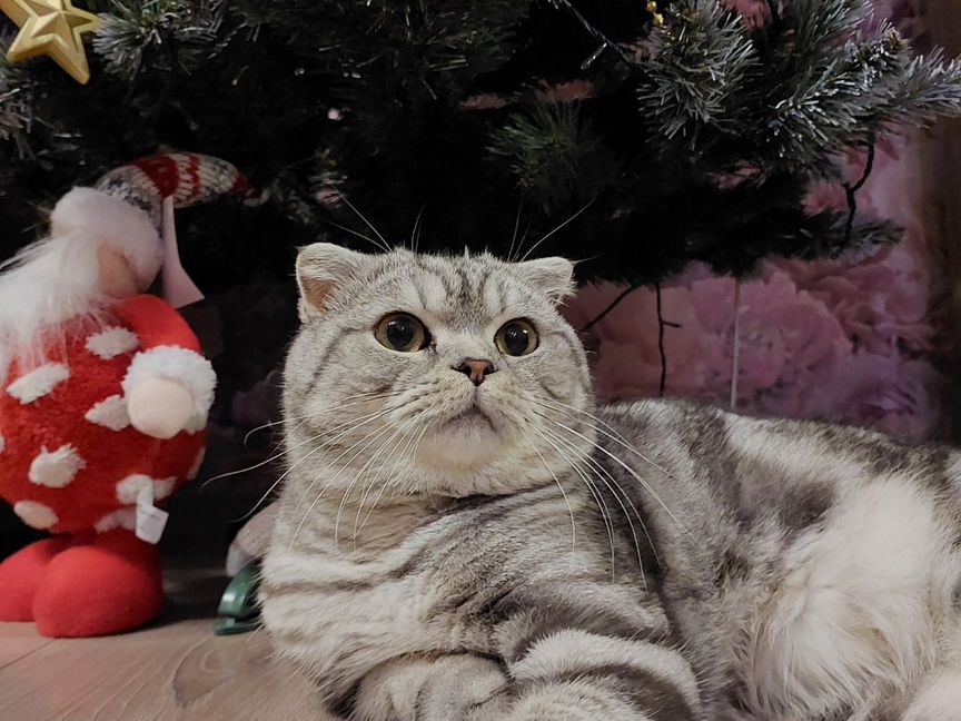 Кот в добрые руки