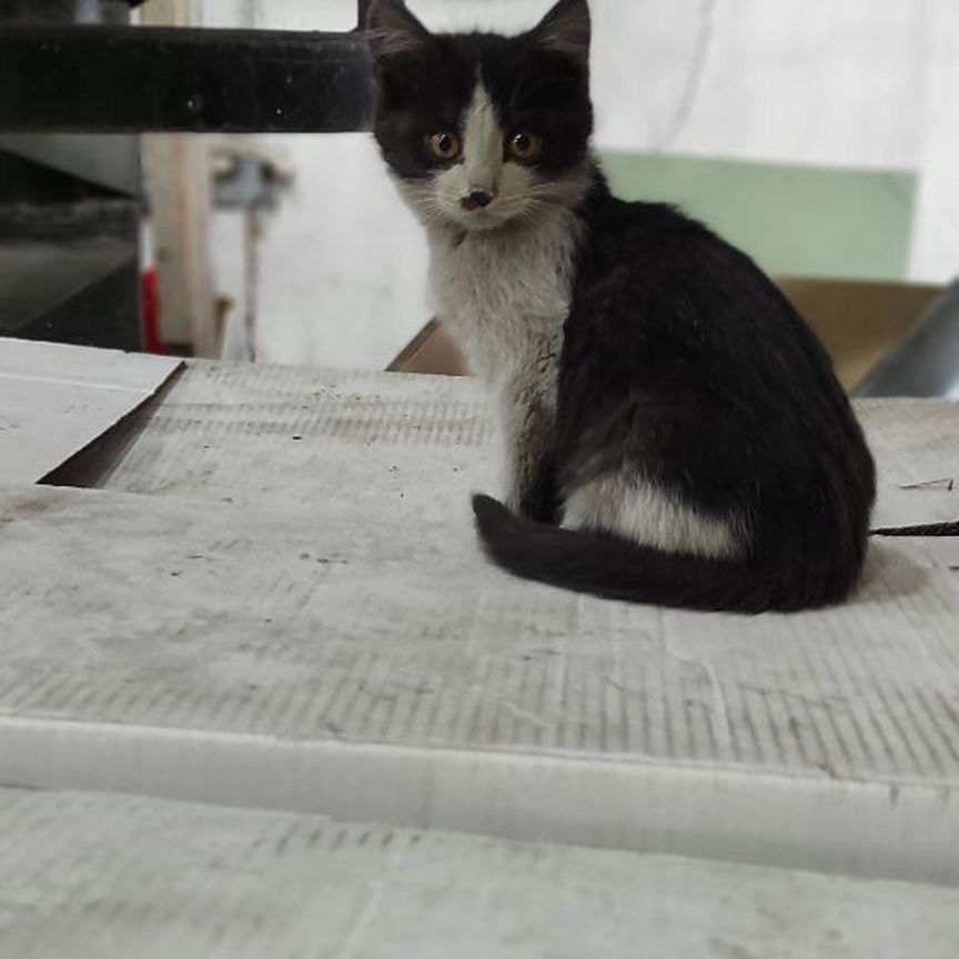 Котёнок в добрые руки