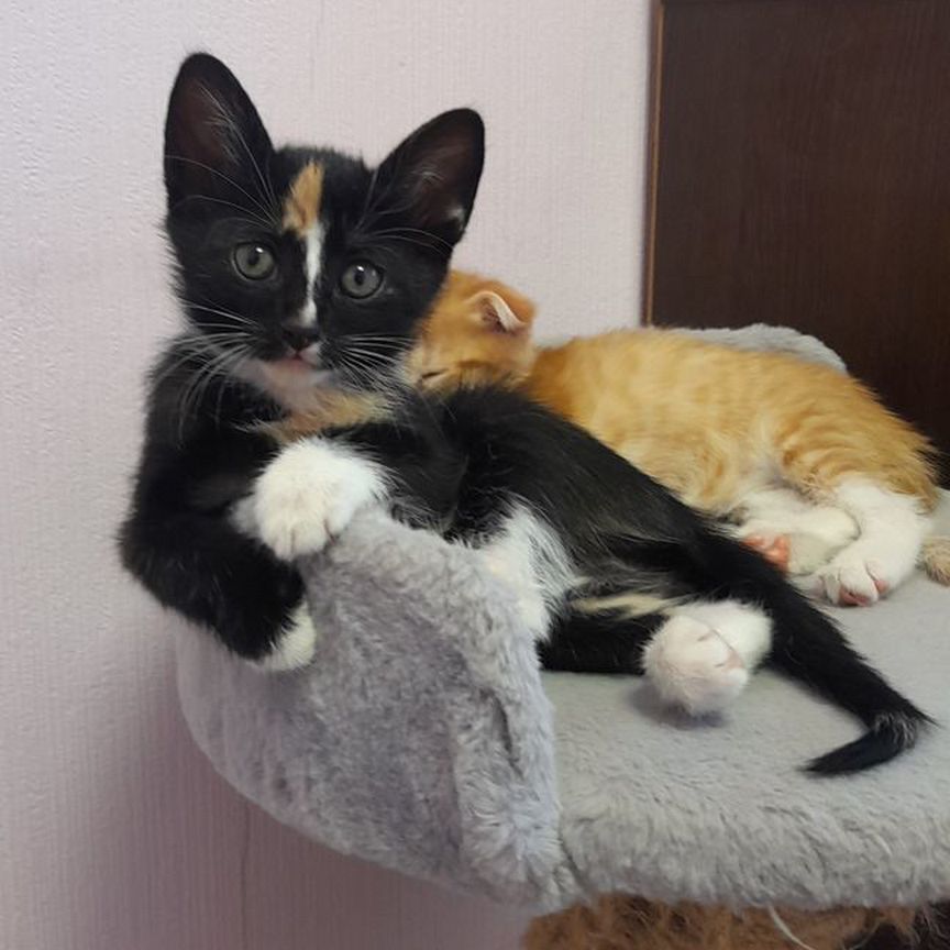 Котята в добрые руки