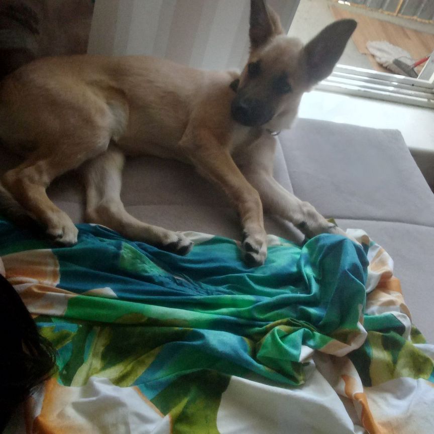 Собака в добрые руки