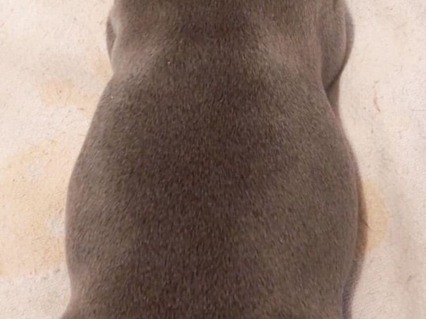 Голубой французский бульдог