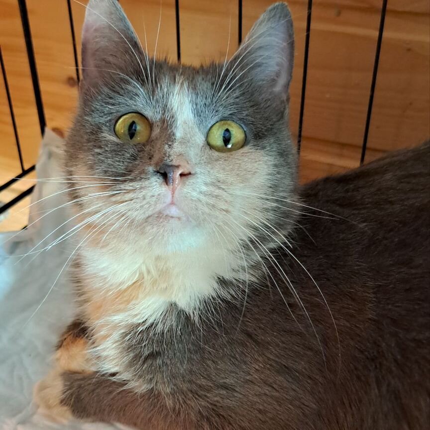 Кошечка стерилизованная трехцветка в поиске дома
