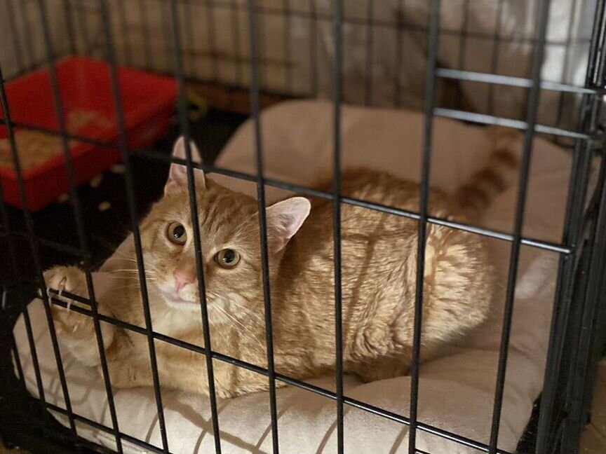 Рыжая красавица