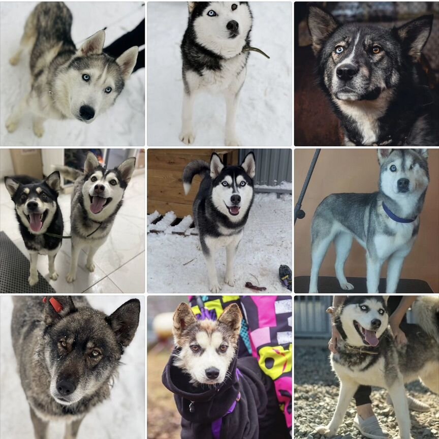 Сибирский хаски в приюте, огромный выбор