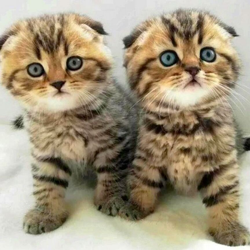 Вислоухие Тигрята)