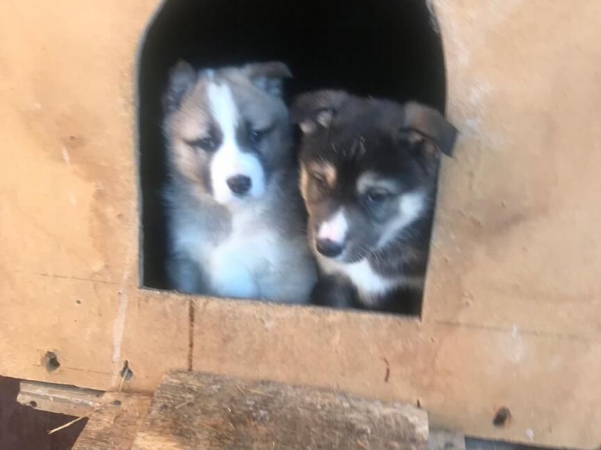 Щенки Лайки