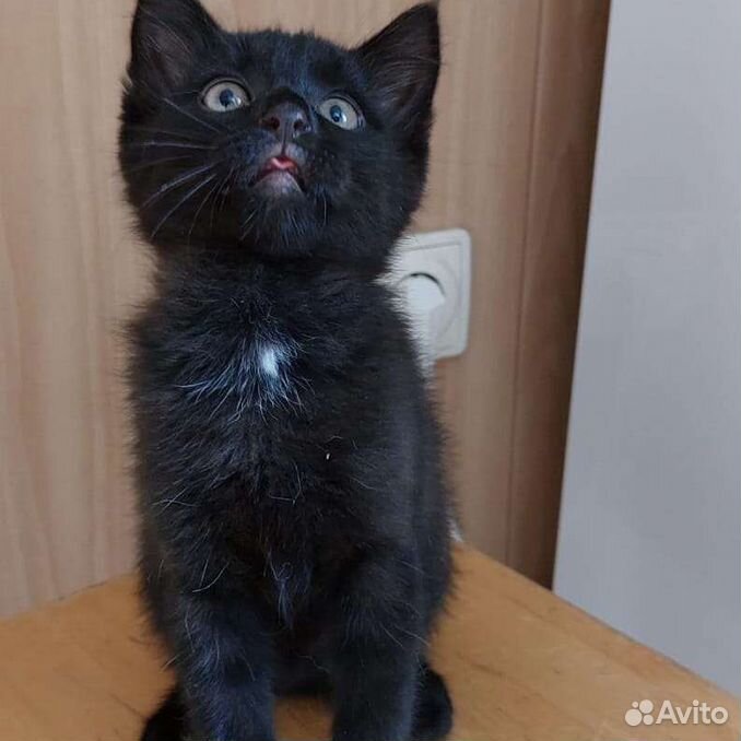 Котенок Чарли ищет дом