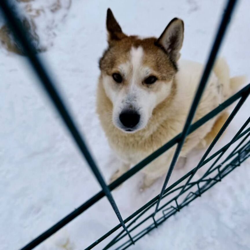 Взрослый пёс в добрые руки