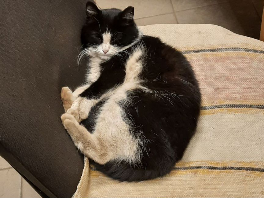 Кошка