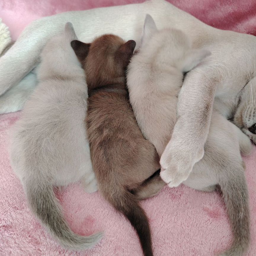 Бурманские котята