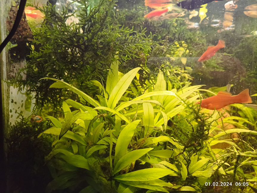 Яванский мох