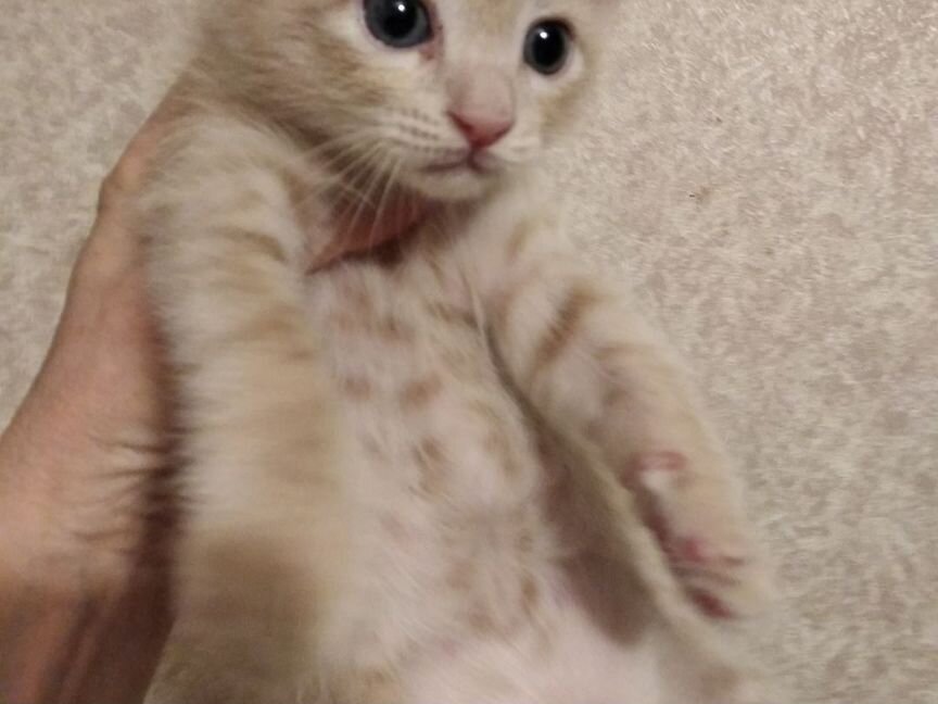 Котенок.Мальчик.1 месяц и неделя