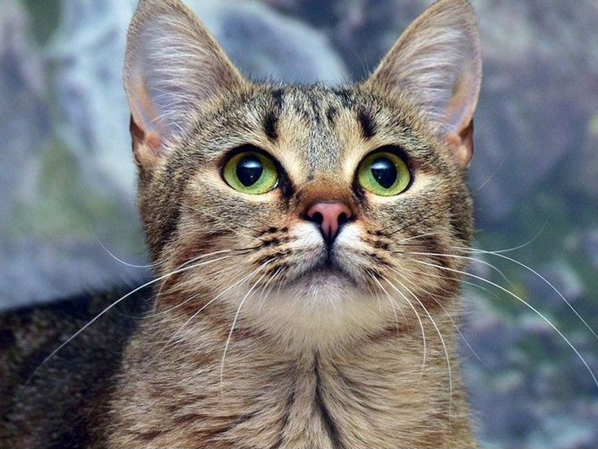 Котенок Марго в дар