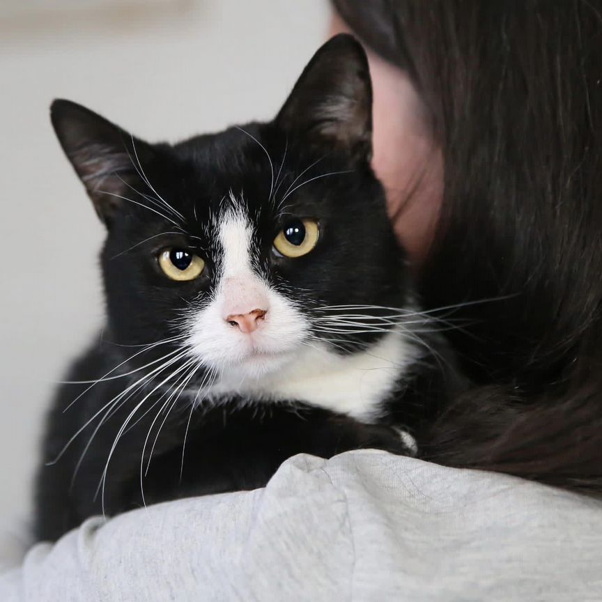 Коты в добрые руки