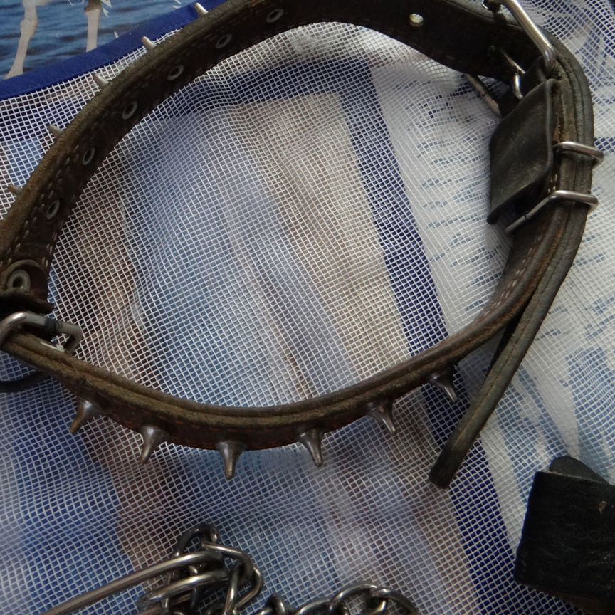 Строгий ошейник для собак