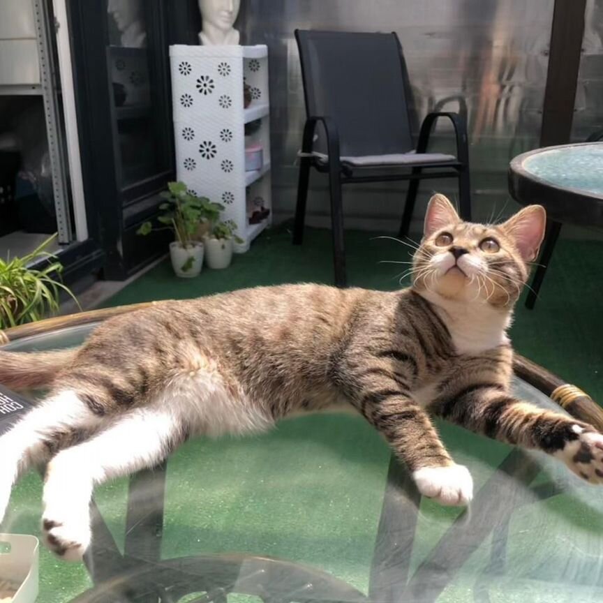 Котик ищет дом