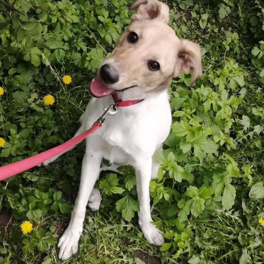 Щенок в добрые руки