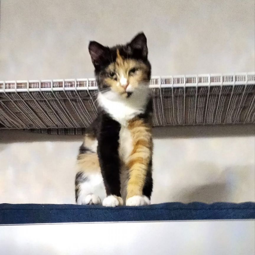 Кошка