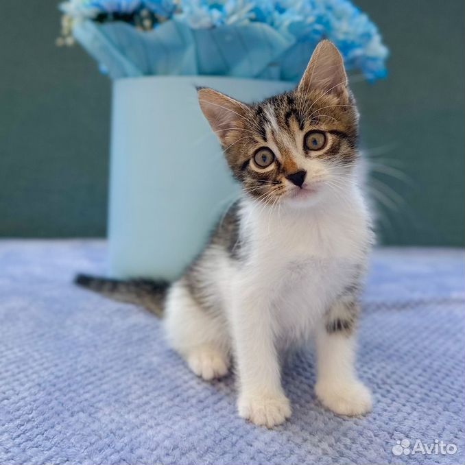 Котенок звезда интернета 2 месяца в дар