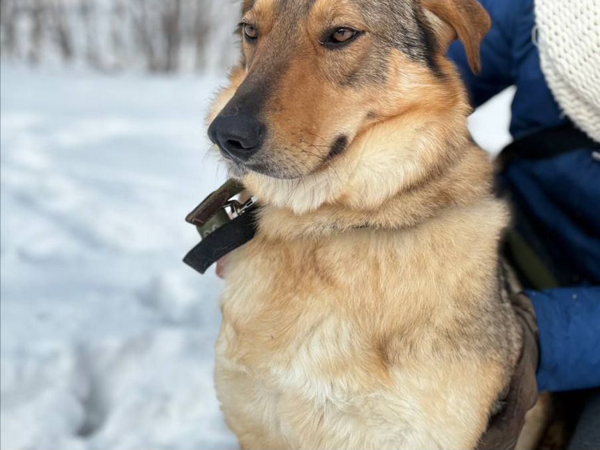 Молодая собачка Луша в добрые руки