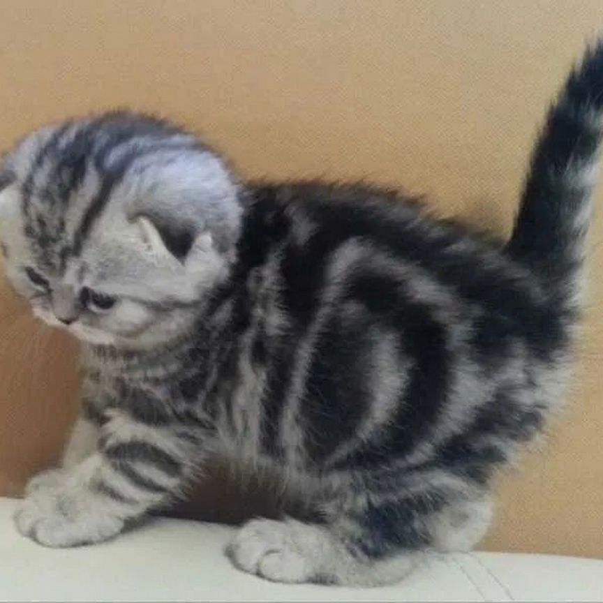 Шотландская- милота