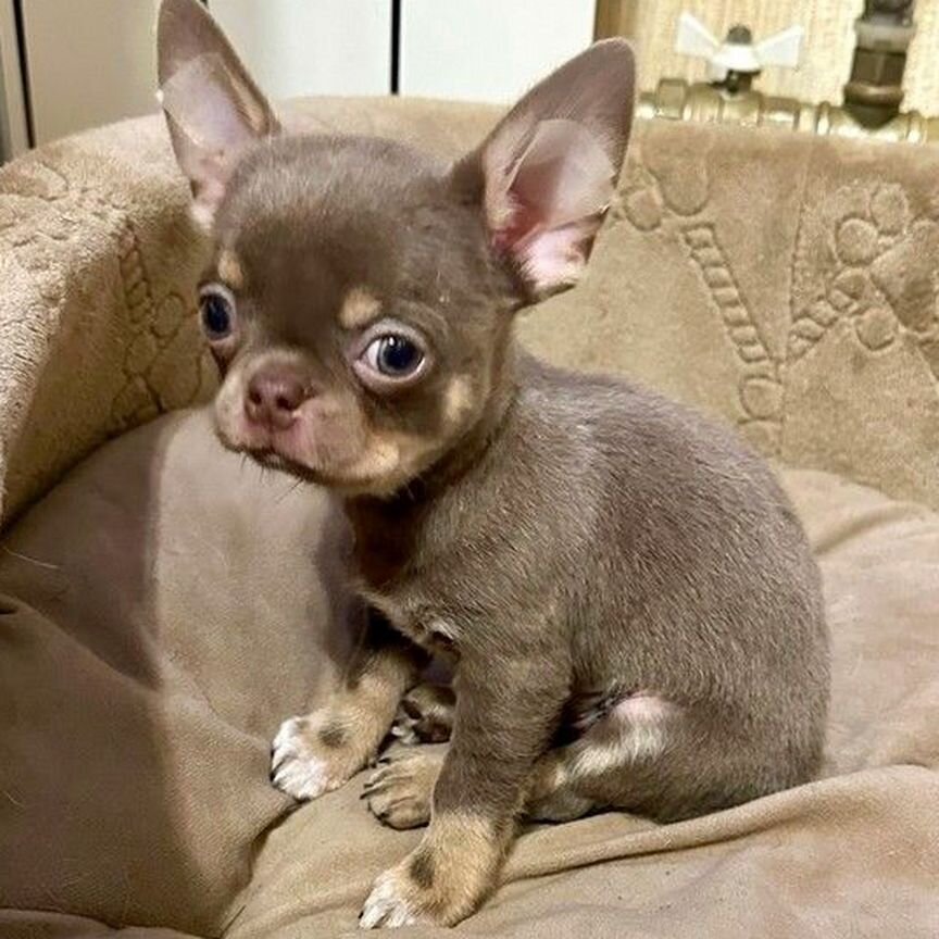 Чихуахуа, щенок