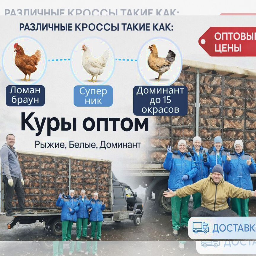 Доминант, ломан Браун, леггорн