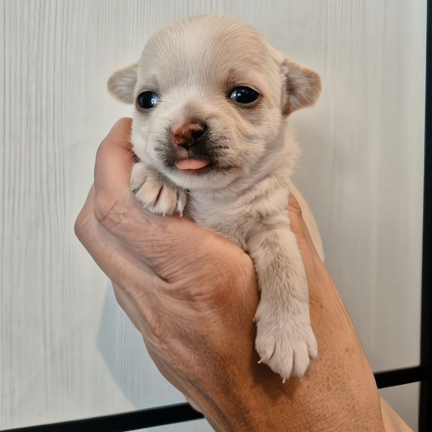 Чихуахуа, щенок