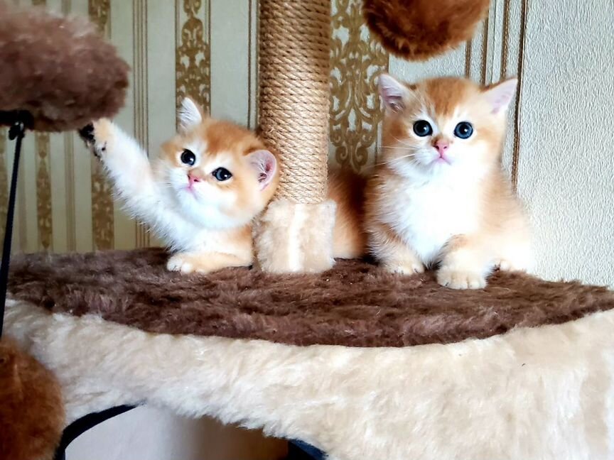 Золотая шиншилла пу12, котики