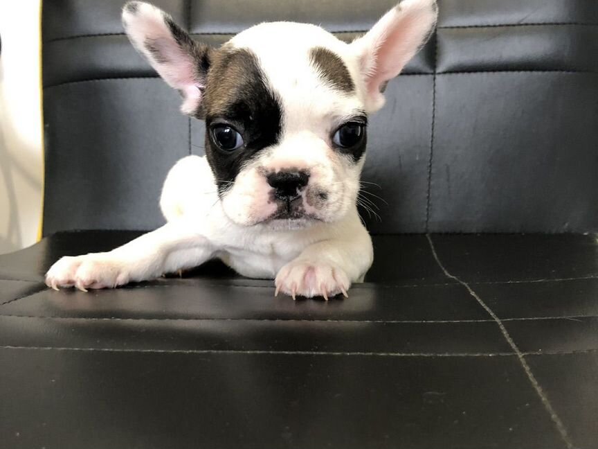 Французский бульдог щенки