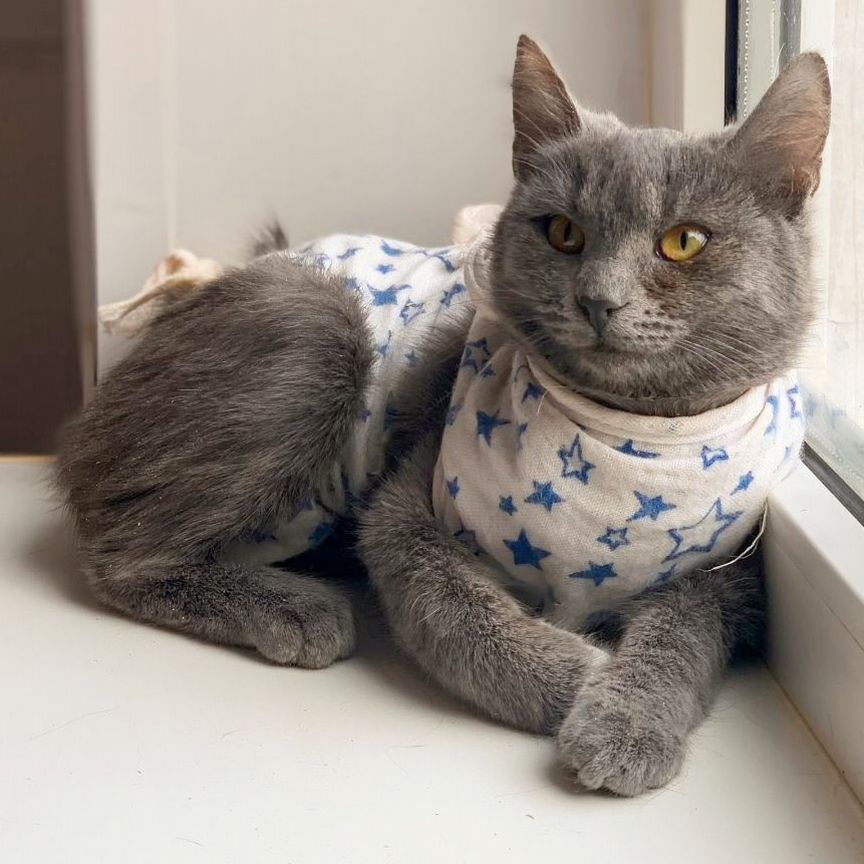 Кошечка ищет дом