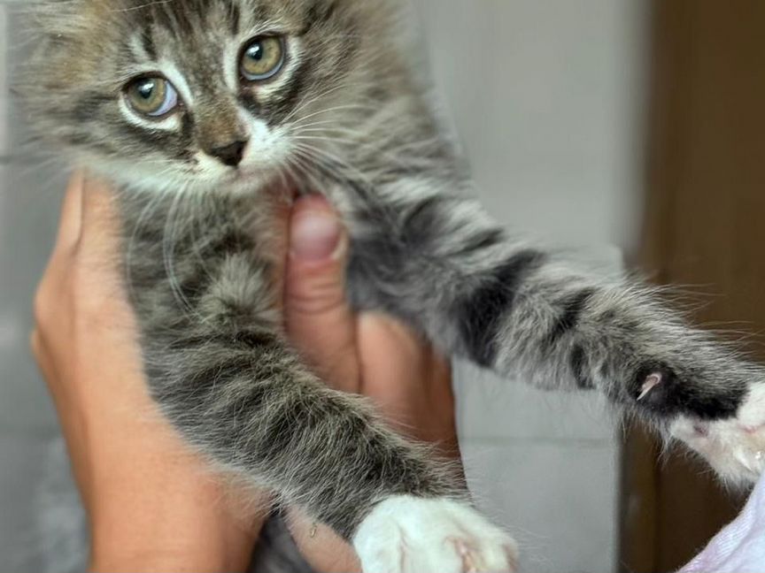 Котенок милаш из приюта в добрые руки