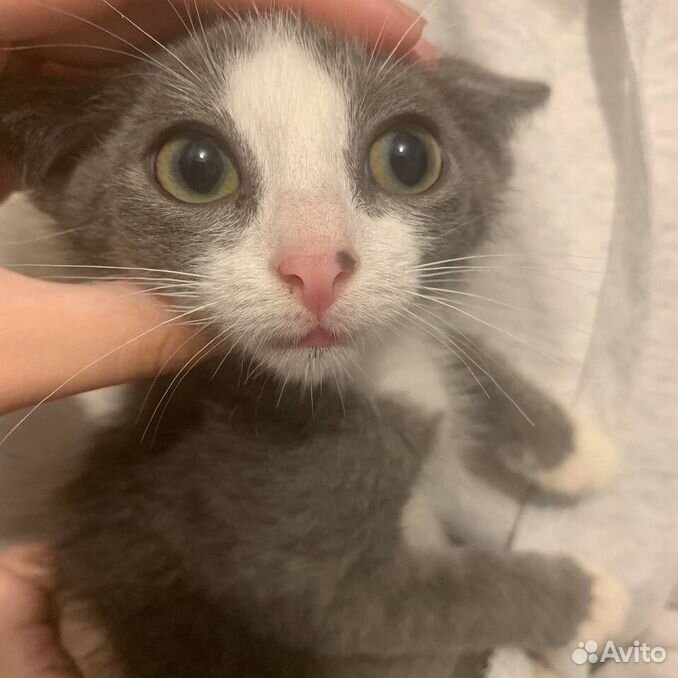 Игручий котенок