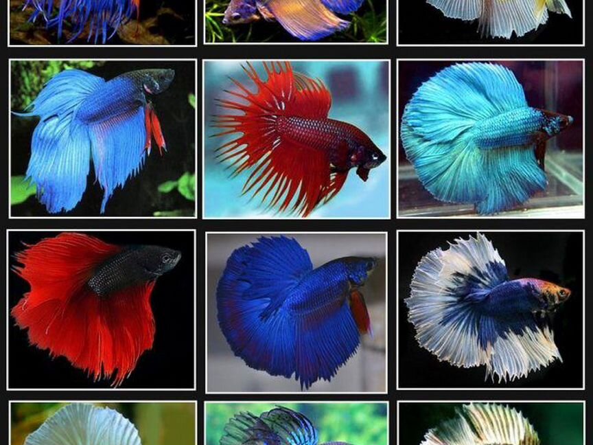 Необычный подарок аквариумная рыбка петушок