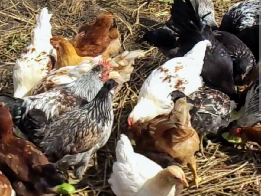 Цыплята, куры, индюки, петухи