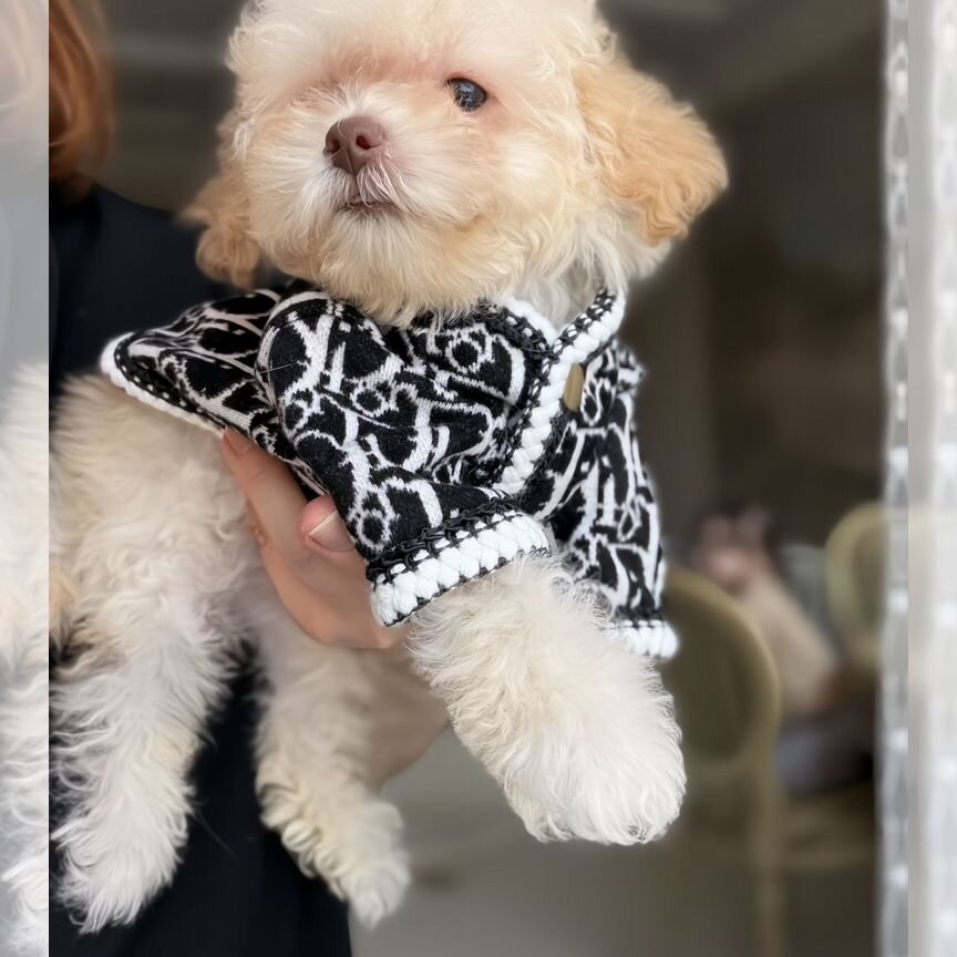 Мальтипу, щенок