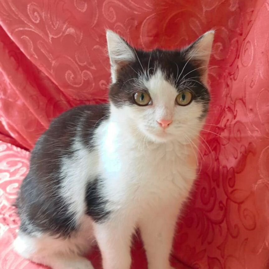 Котенок в добрые руки