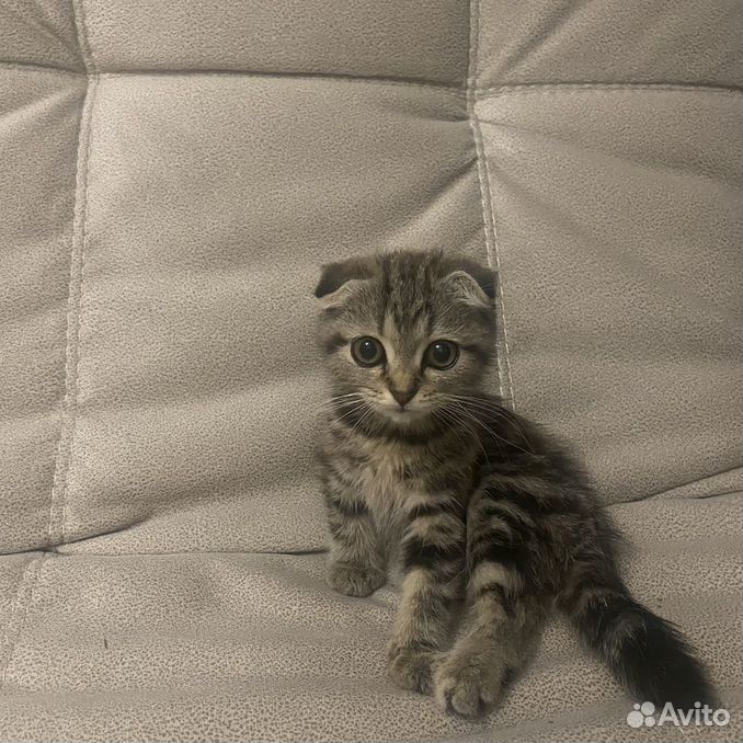 Шотландская вислоухая кошка 2 мес