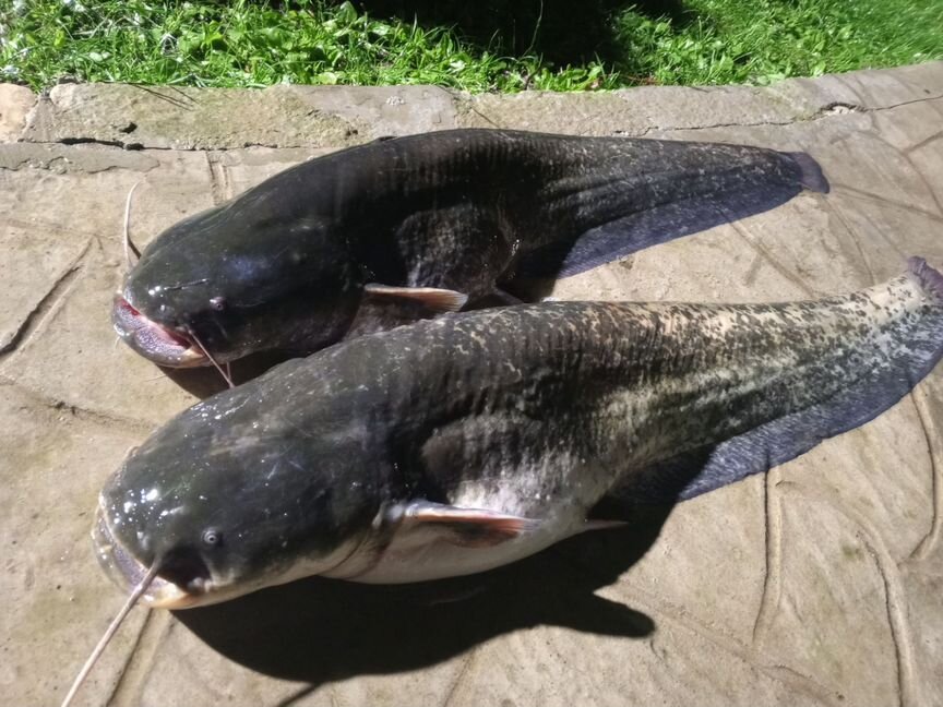 Живая рыба сом