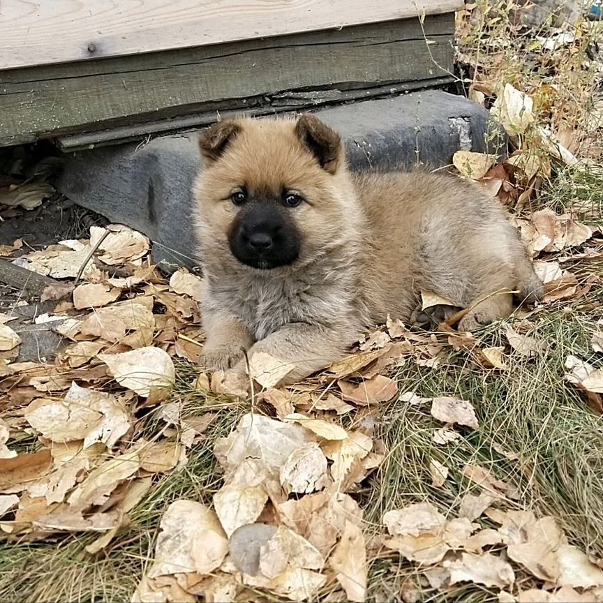 Щенки немецкой овчарки помесь