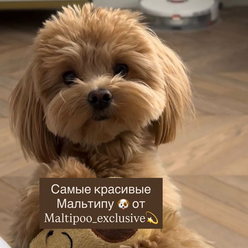 Мальтипу, щенок