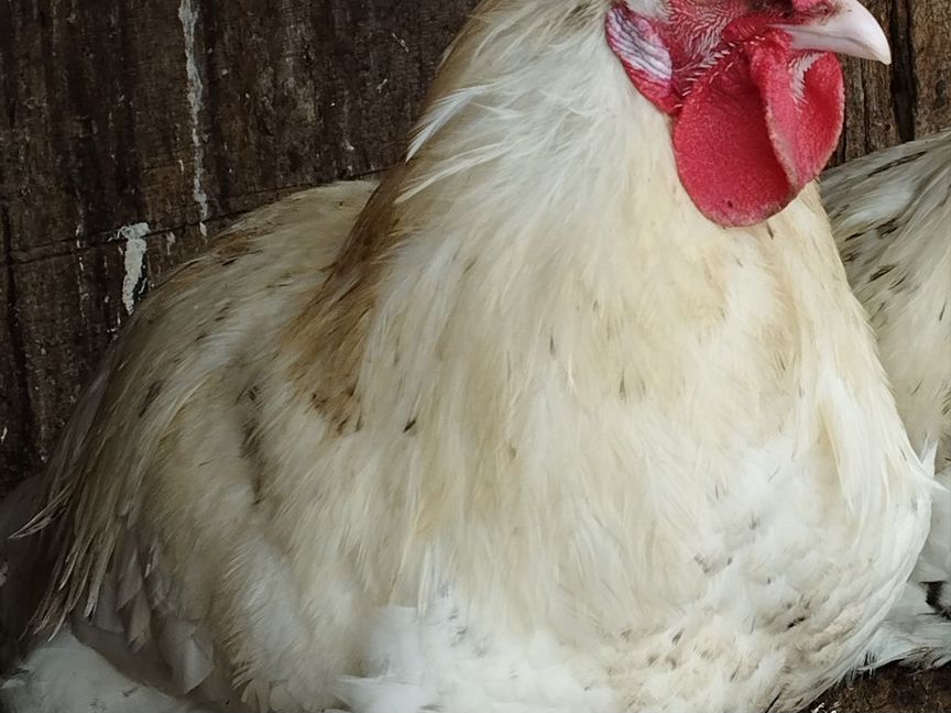 Продам молодых петухов